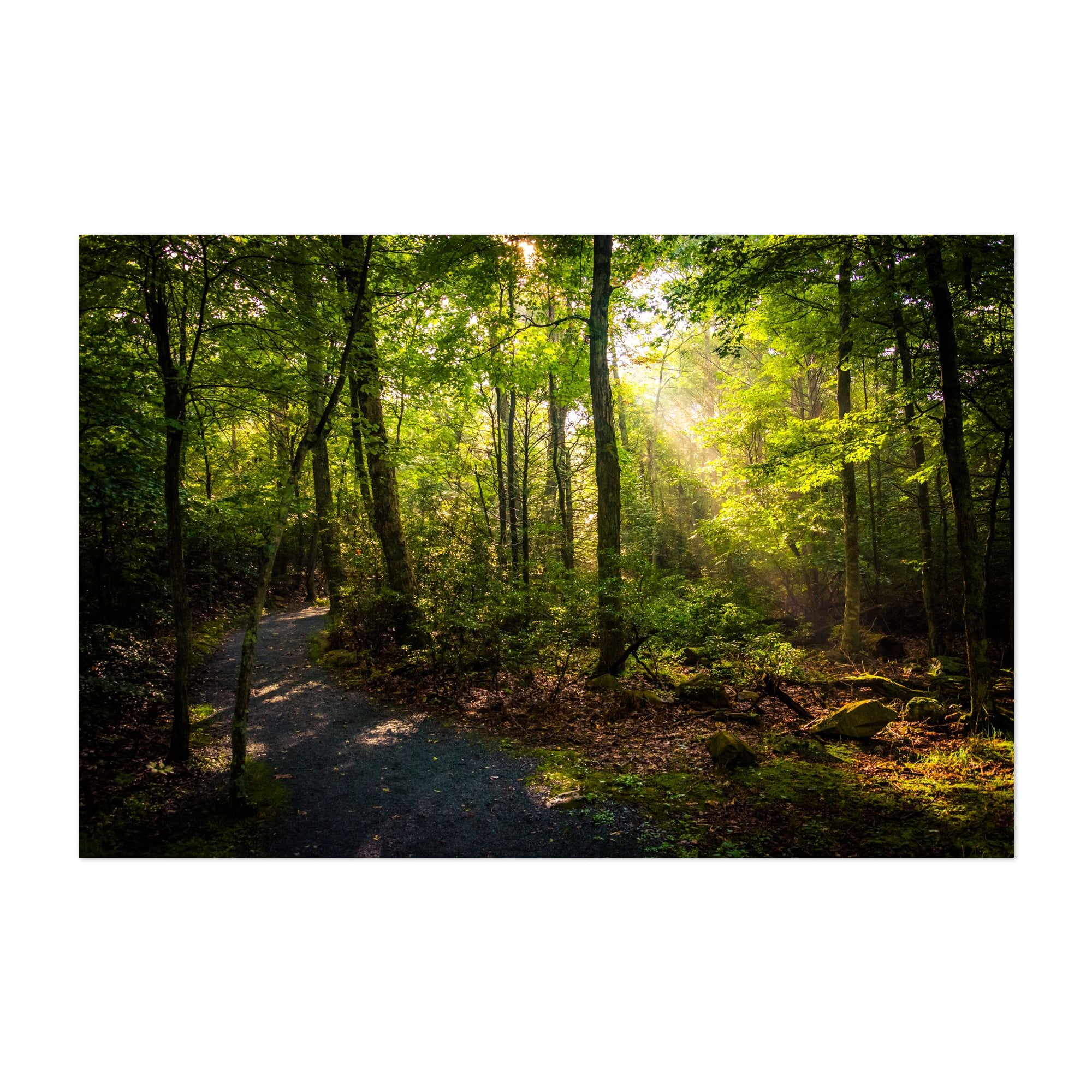 Limberlost Trail 01 - Virginia Photography Unframed Wall Art Print 16 x ...