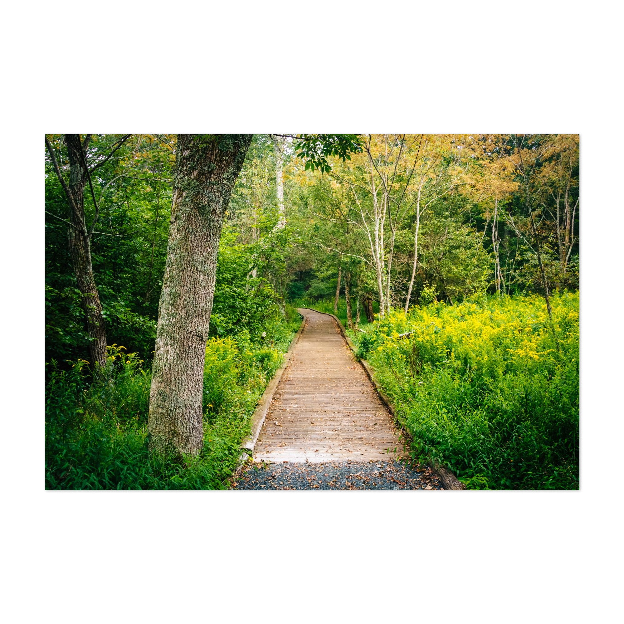 Limberlost Trail 02 - Virginia Photography Unframed Wall Art Print 24 x ...