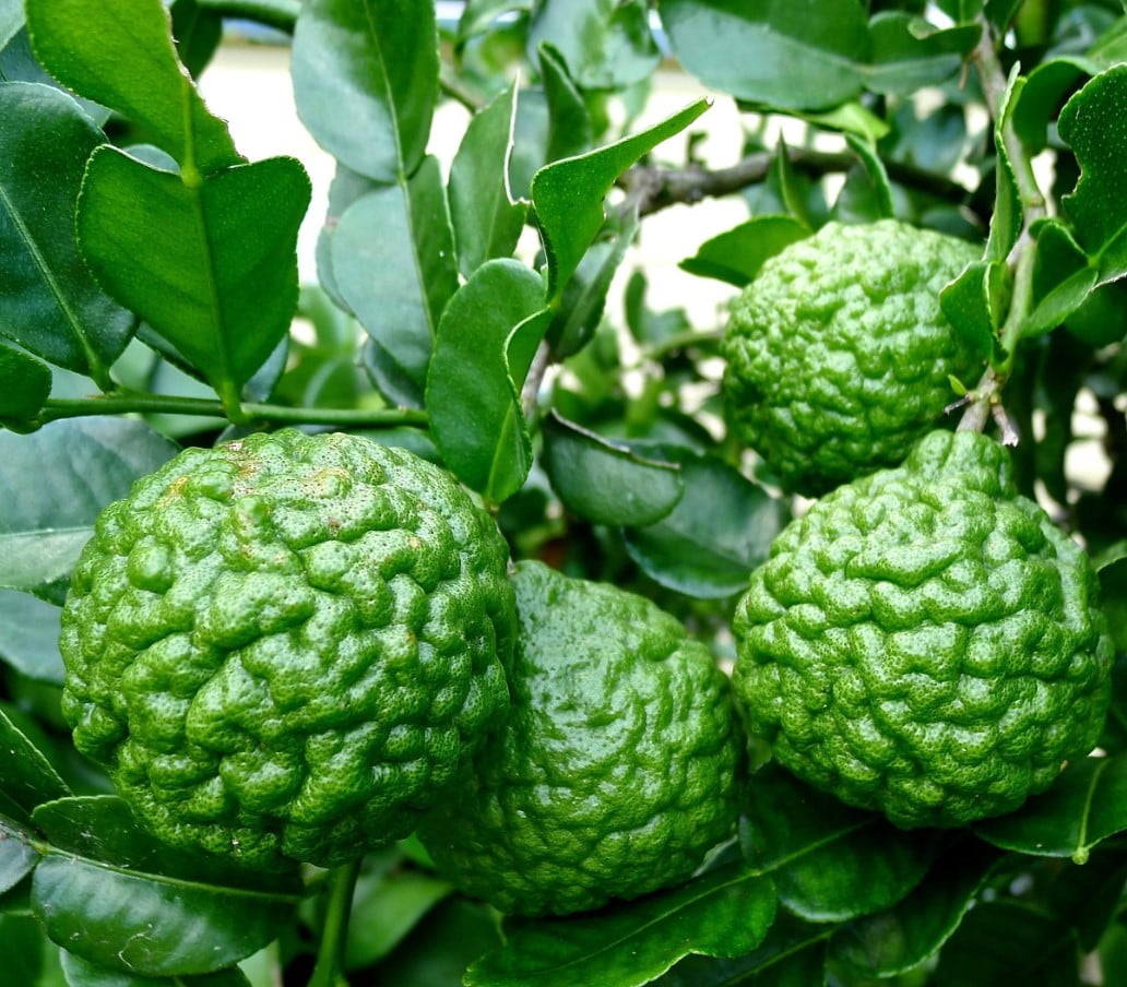 Lime Fruit Tree 3-5" Tall in 4" Pot - Tropical Live Plant - Walmart.com