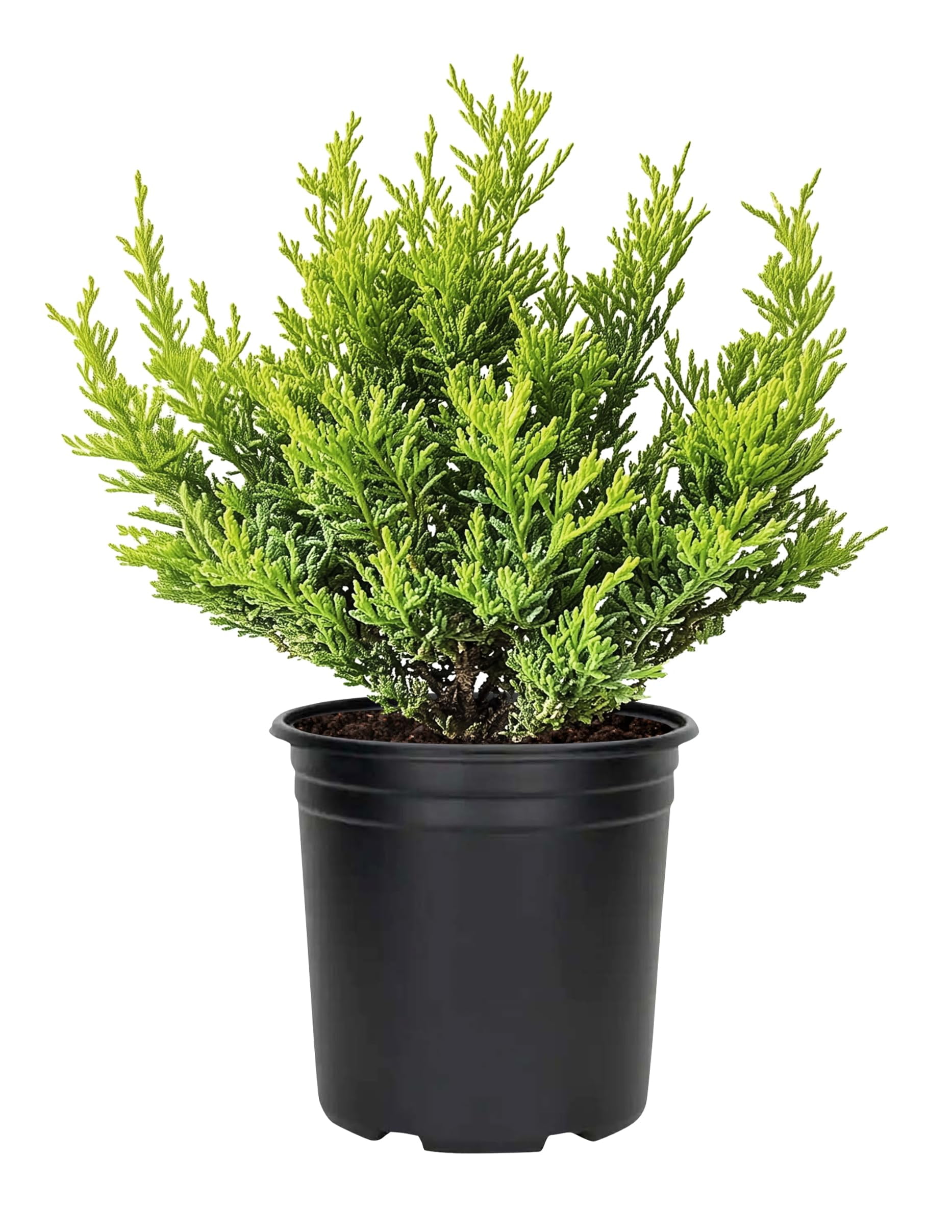 Lime Glow Juniper | 15 Live 4 Inch Pots | Juniperus Horizontalis | Cold ...