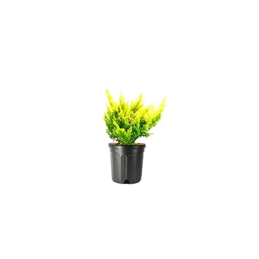 Southern Living Ligustrum Sunshine Live Shrub in 5-Gallon Grower Pot ...