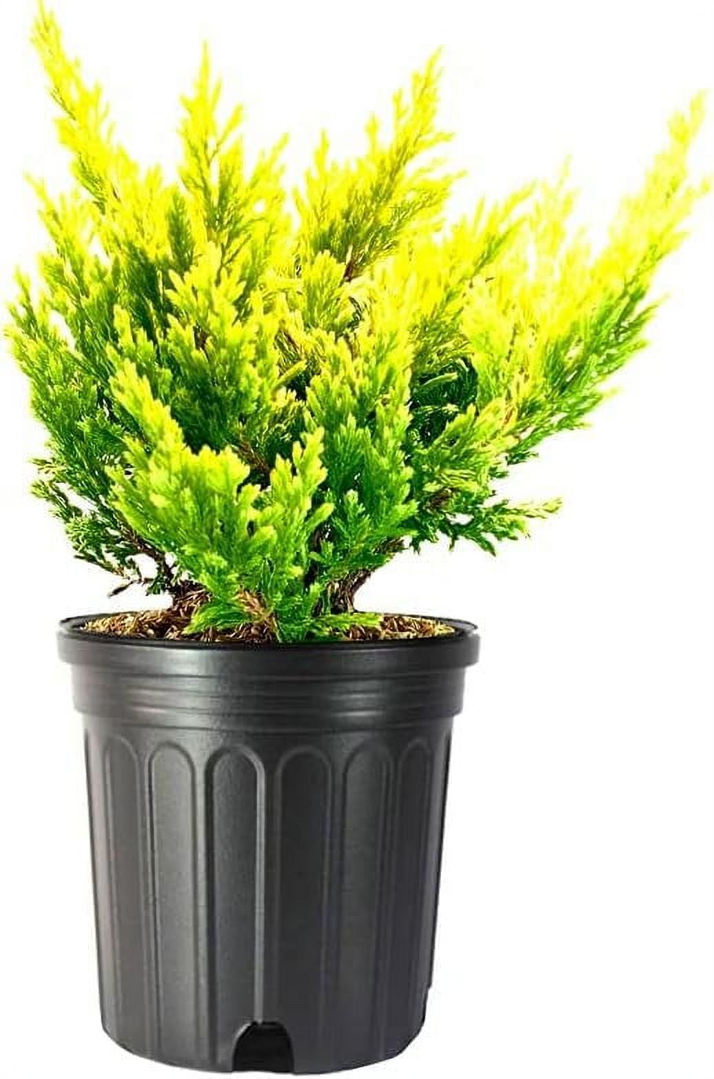 Lime Glow Juniper 2 Live Gallon Size Plants Juniperus Horizontalis Cold ...