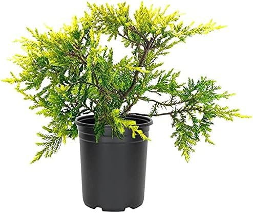 Lime Glow Juniper 5 Live 4 Inch Pots Juniperus Horizontalis Cold Hardy ...