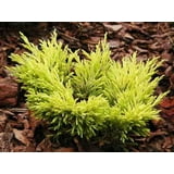 Lime Glow Spreading Juniper - Dwarf Live Plant, 1 QT with Bright ...