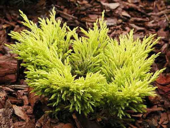 Lime Glow Spreading Juniper - Dwarf Live Plant, 1 QT with Bright ...