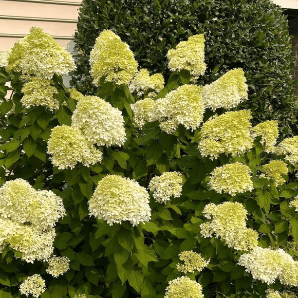 Limelight Hydrangea