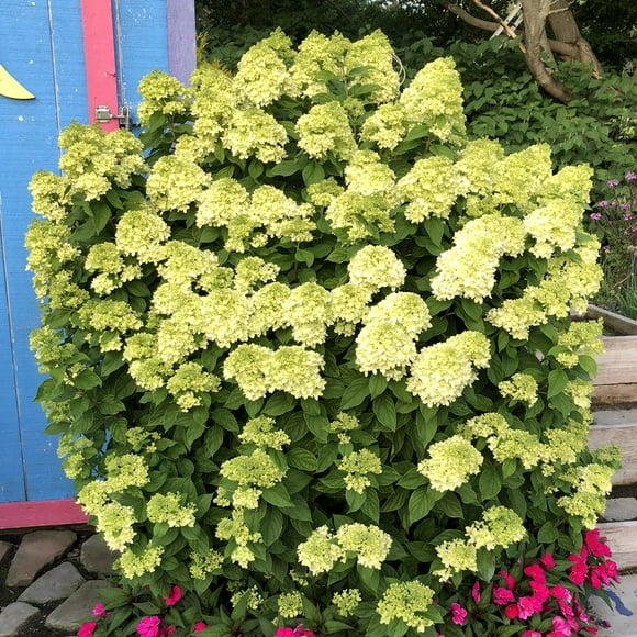 Limelight Hydrangea