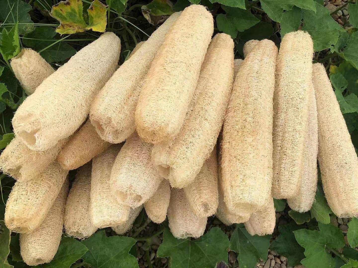 Limei 6 Pack Natural Loofah Sponges, Organic Luffa Bath Shower Scrub ...