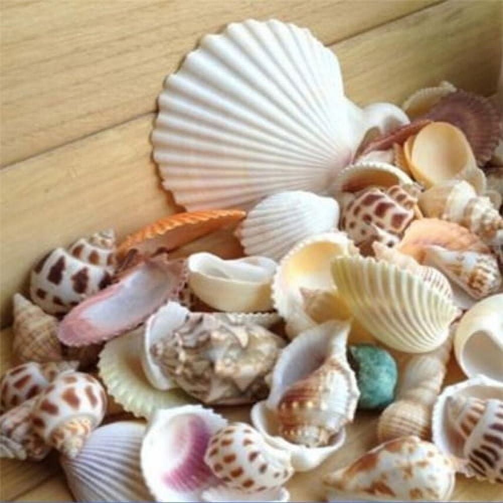 Limei Sea Shells Mixed Ocean Beach Seashells,Various Sizes Natural ...