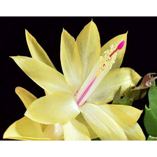 "Limelight Dancer Real Christmas Cactus Plant - Zygocactus - Holiday ...