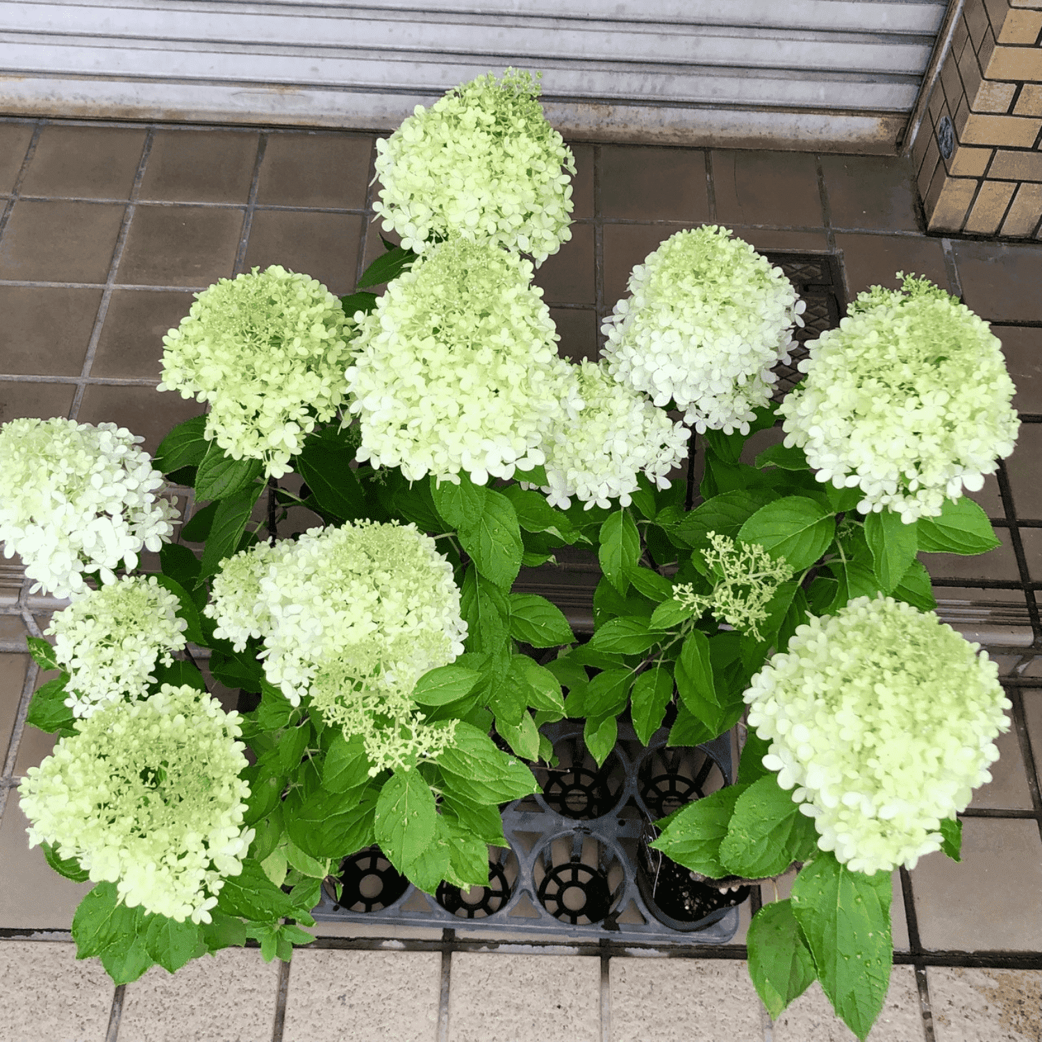 Limelight Hydrangea Flowers Plant 3–5 inch Tall, Dormant Limelight ...