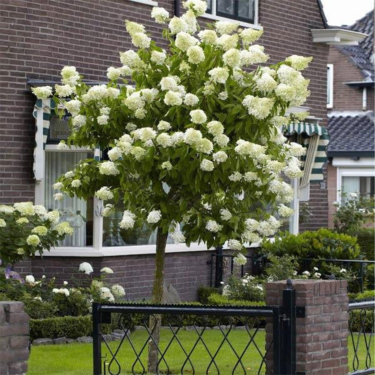 Dwarf Limelight Hydrangea Tree for Outdoor and Fresh Arrangements - Not ...
