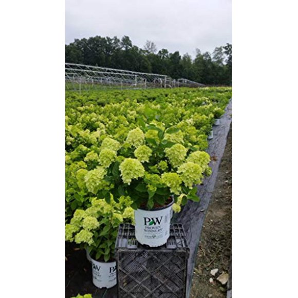 Limelight Hydrangea