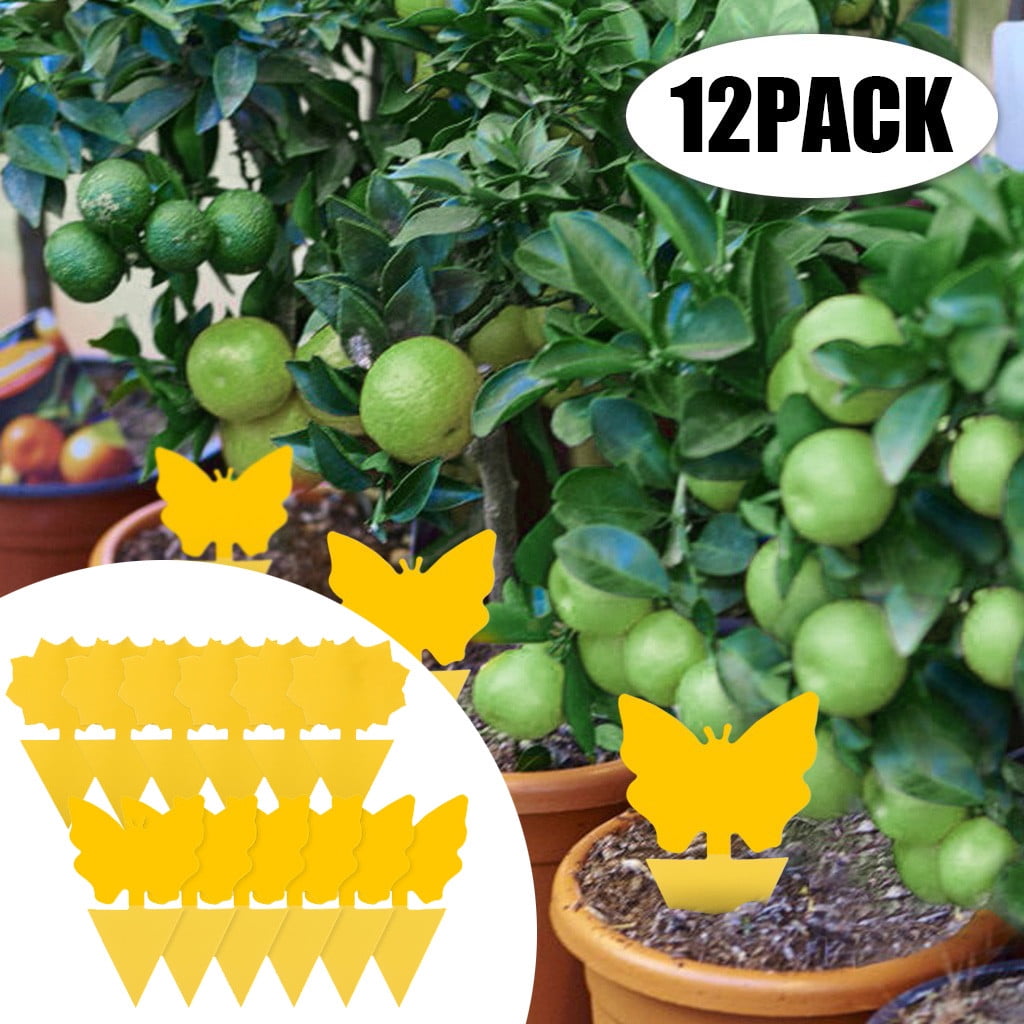 Limited Time Deals! DomFun Ultra-Sticky Gnat & Fruit Fly Traps 12 Pack ...