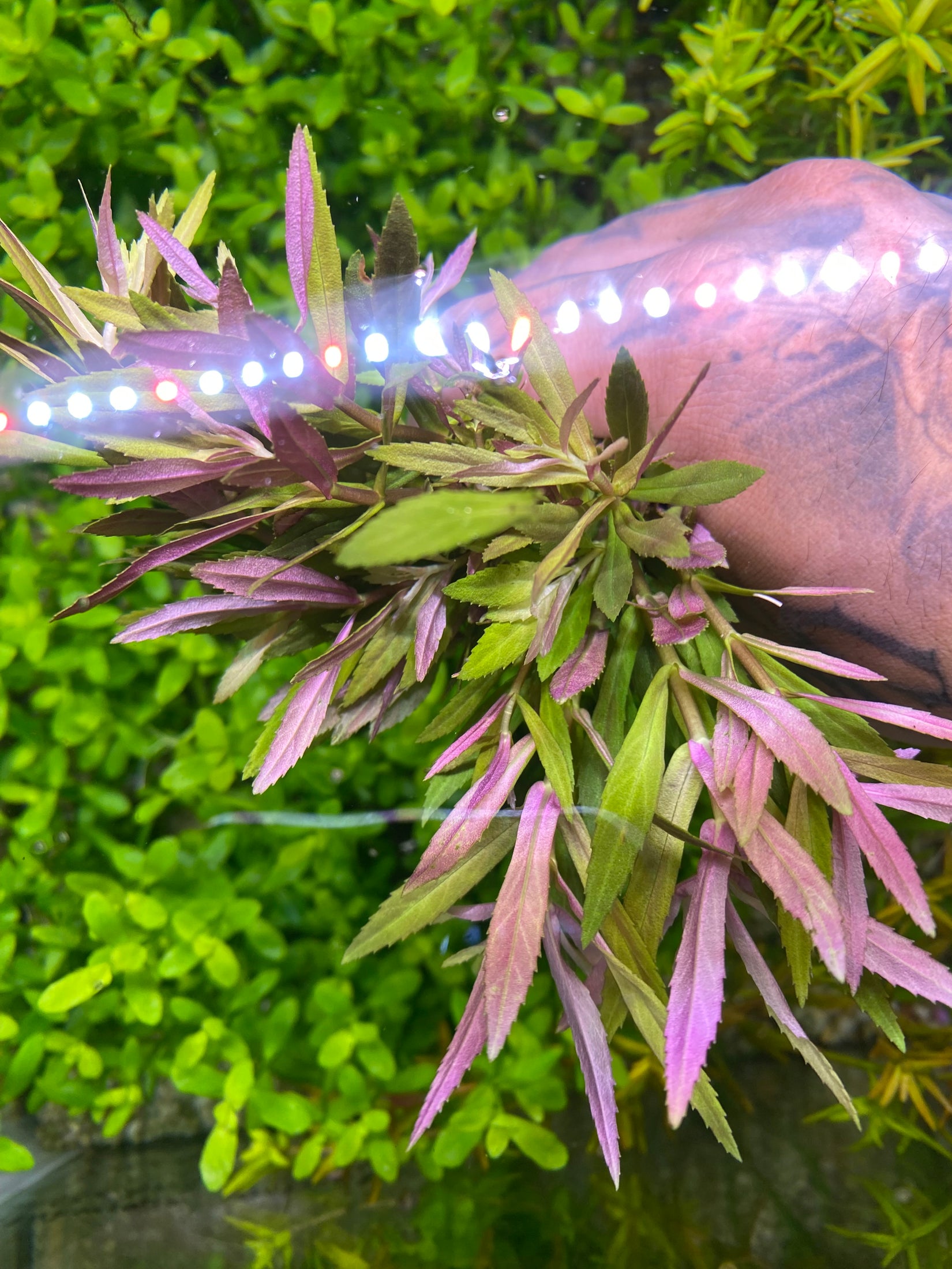 Limnophilia Aromatica - Walmart.com