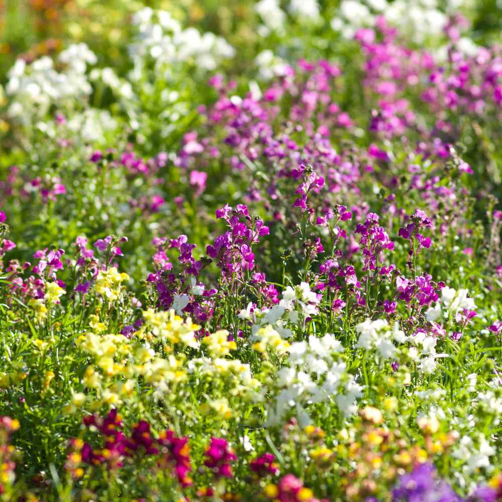 Linaria Seed - Toadflax Wildflower Seeds - 1/4 LB - Walmart.com