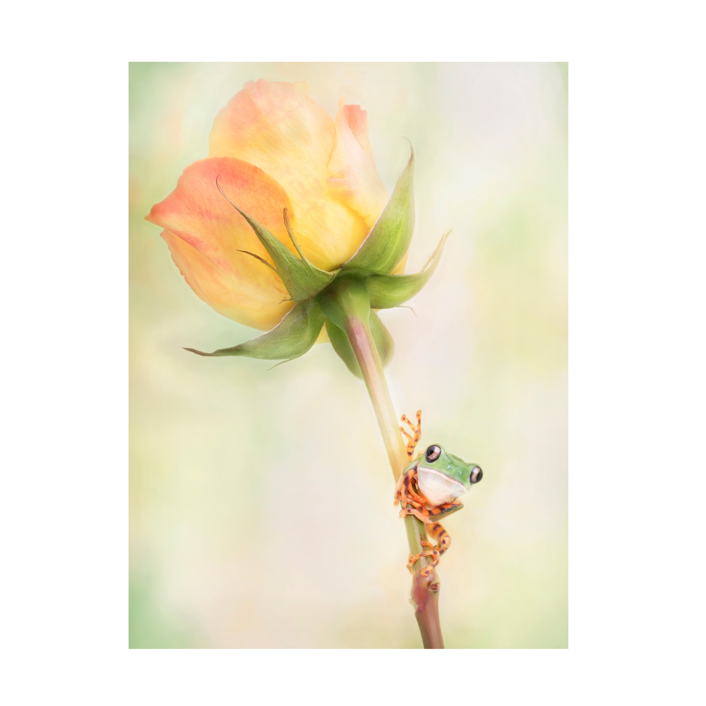 Linda D Lester 'Tiger Leg Monkey Tree Frog' Canvas Art - Walmart.com