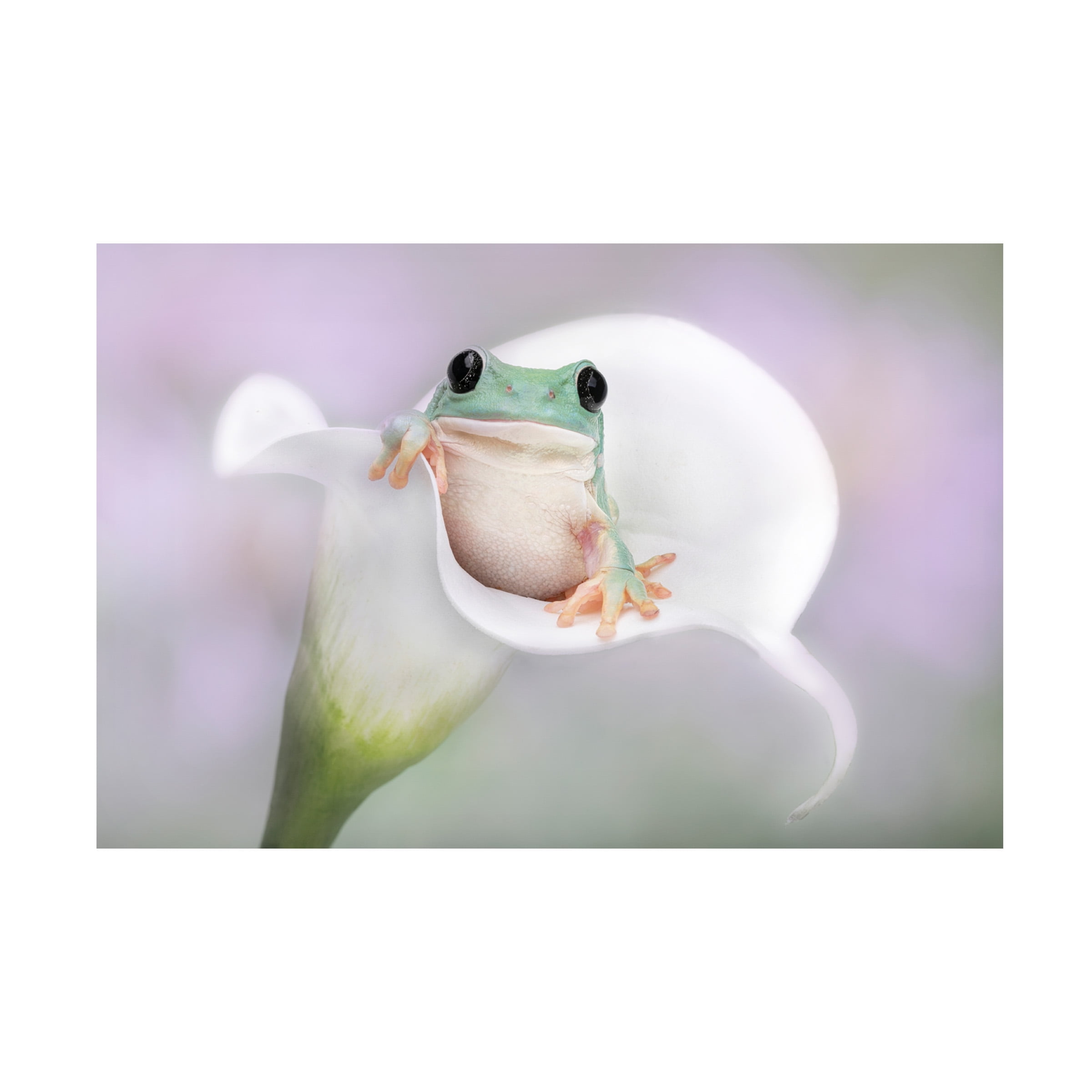 Linda D Lester 'Whites Tree Frog On A White Lily' Canvas Art - Walmart.com