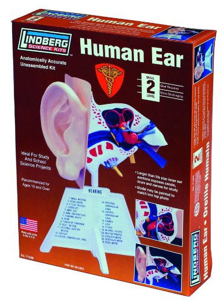 ZM71308 - HUMAN EAR ANATOMY MODEL KIT LINDBERG UNASSEMBLED - Walmart.com