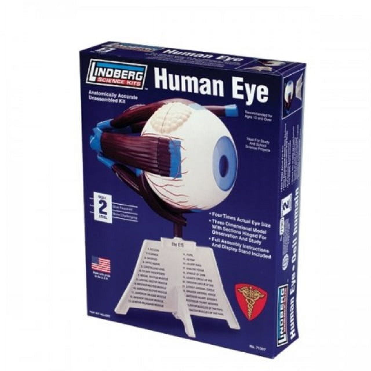 ZM71307 - HUMAN EYE ANATOMY MODEL KIT LINDBERG UNASSEMBLED SCALE 4:1 ...