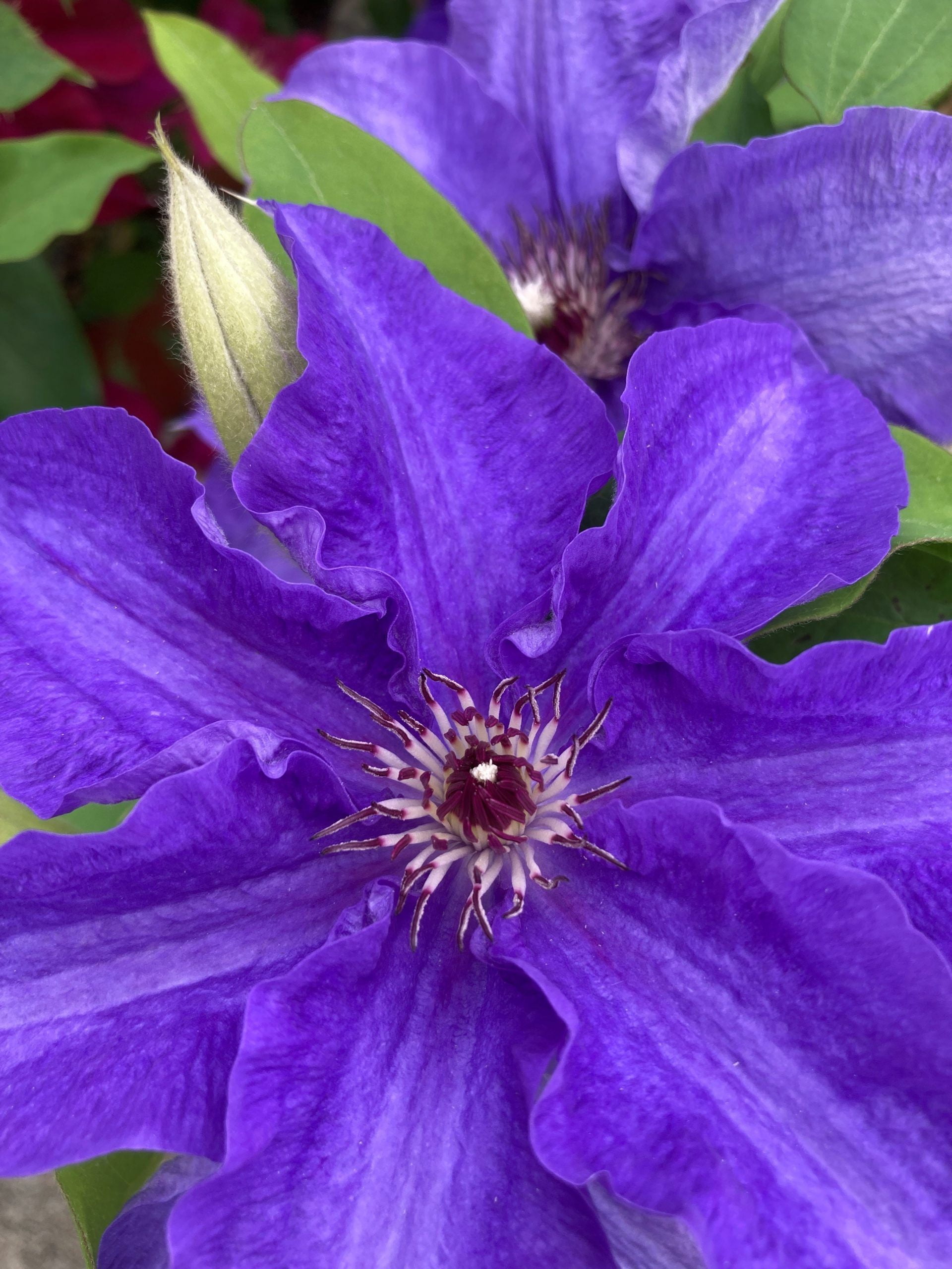 Lindsay Clematis Vine - Blue/Purple Hues - Fragrant - NEW! - 2.5" Pot ...
