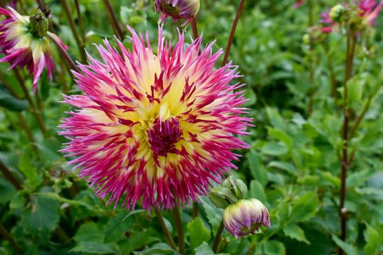 Lindsay Michelle Dahlia - Dinnerplate Fimbriata Flower - #1 Size Root ...