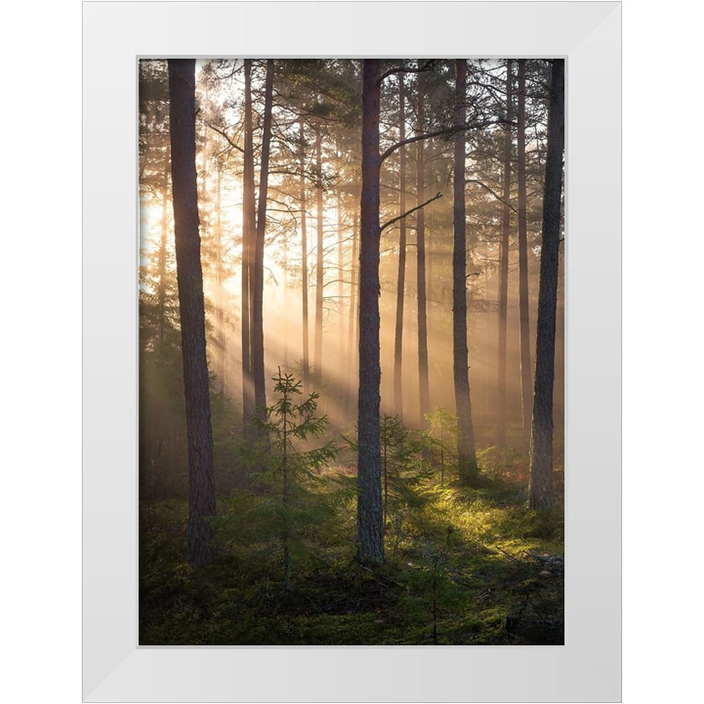 Lindsten, Christian 11x14 White Modern Wood Framed Museum Art Print Titled - Foggy Forest ...