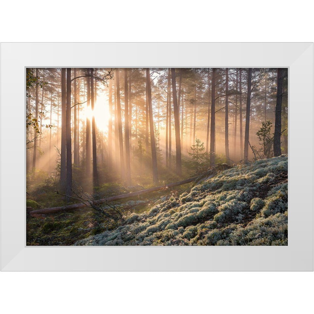 Lindsten, Christian 24x18 White Modern Wood Framed Museum Art Print Titled - Fog In The Forest ...