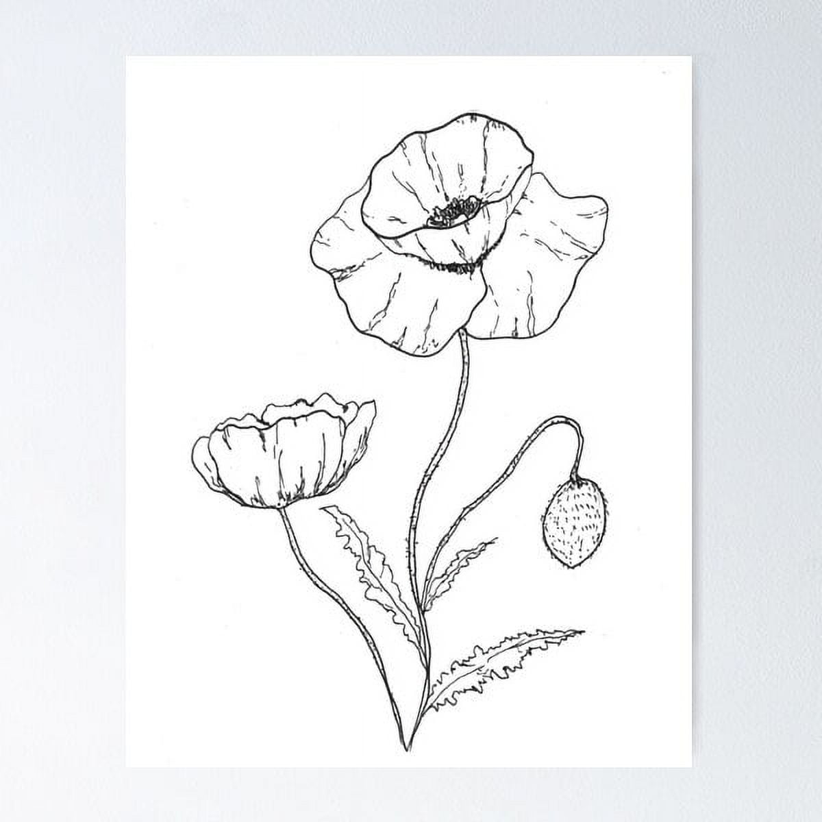 Line Drawing Of Poppies | Ink Work Poster Wall Art, Modern Wall Decor ...