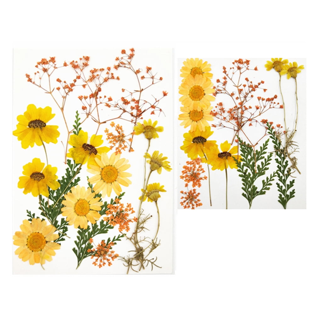 LingStar 6 Inch DIY Double Glass Pressed Flower Photo Frame,Handmade ...