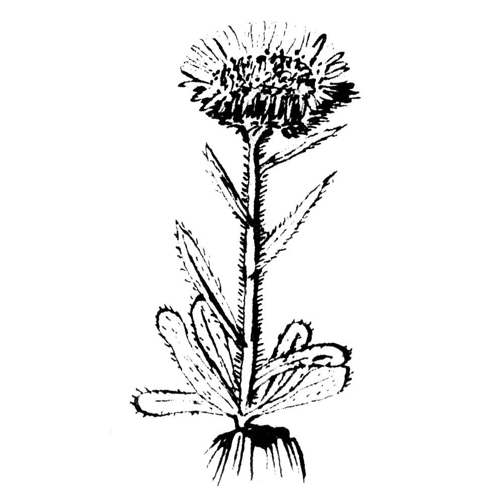 Linnaeus Illustration. Ncarolus Linnaeus Swedish Physician And Botanist ...