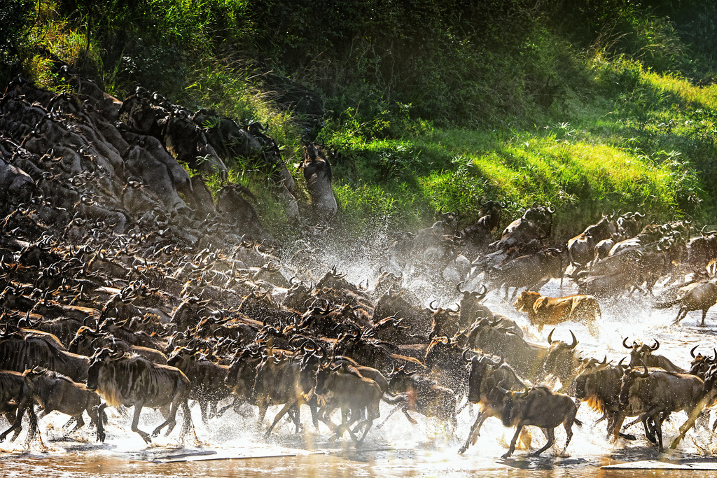 Lion Causes Commotion Among the Wildebeest Lion Posters For Wall Lion ...