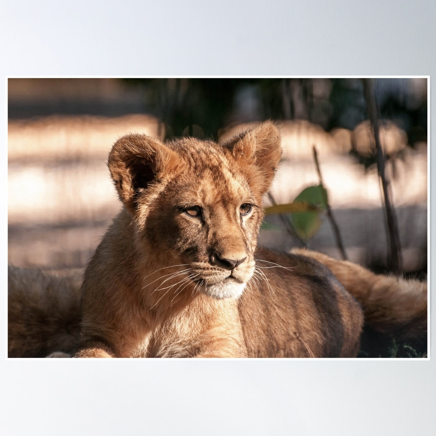 Lion Cub Photography Poster Wall Art, Modern Wall Decor, 8x12 UNFRAMED ...