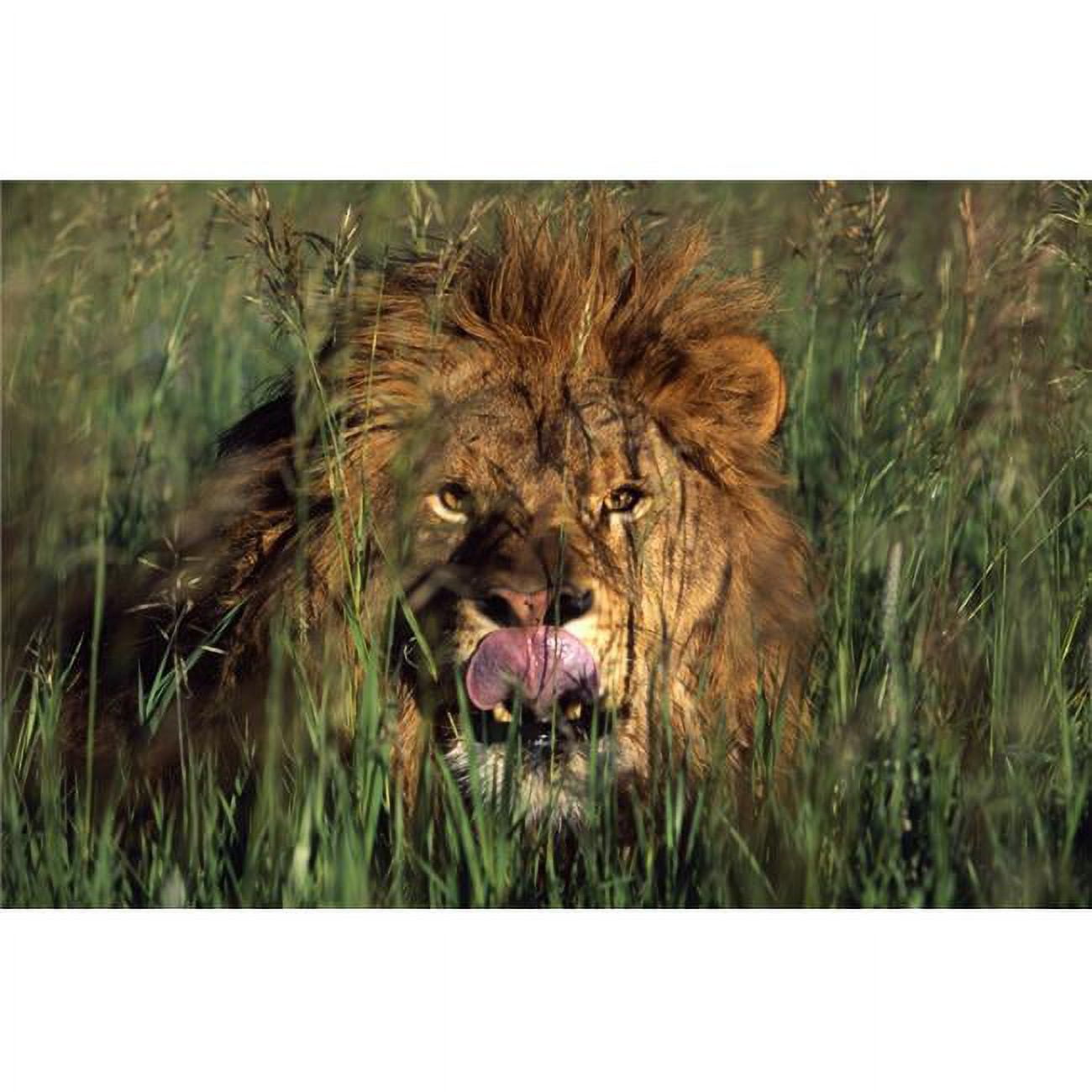 Lion Licking His Lips Poster Print by Natural Selection David Ponton ...
