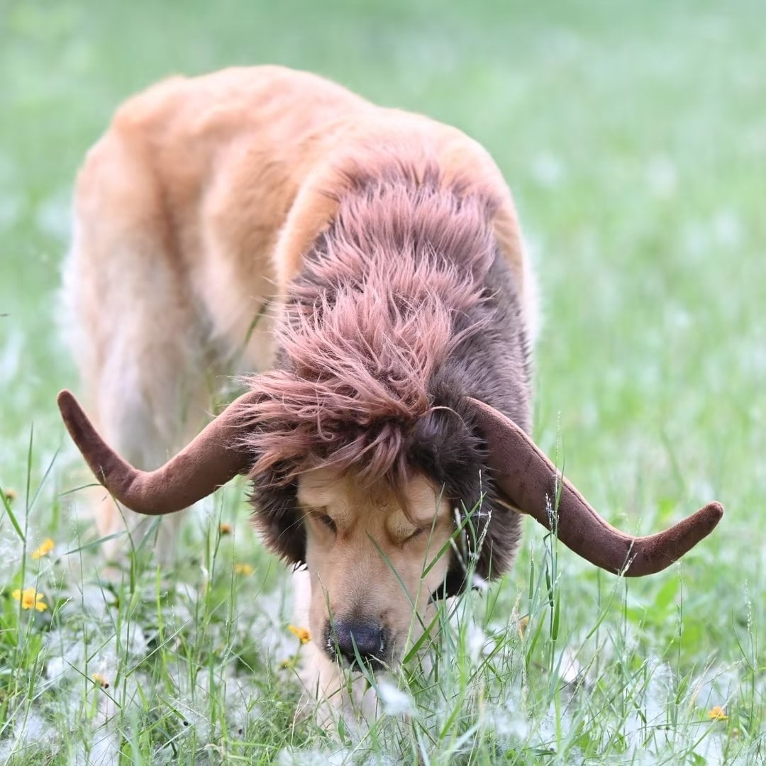 Onmygogo Lion Mane Wig for Dogs, Funny Halloween Costume, Plush Furry ...