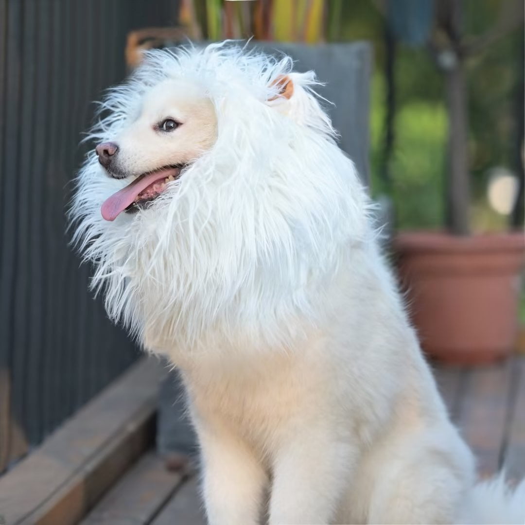 Lion Mane Wig for Dogs, Funny Pet Cat Costumes for Halloween Christmas ...