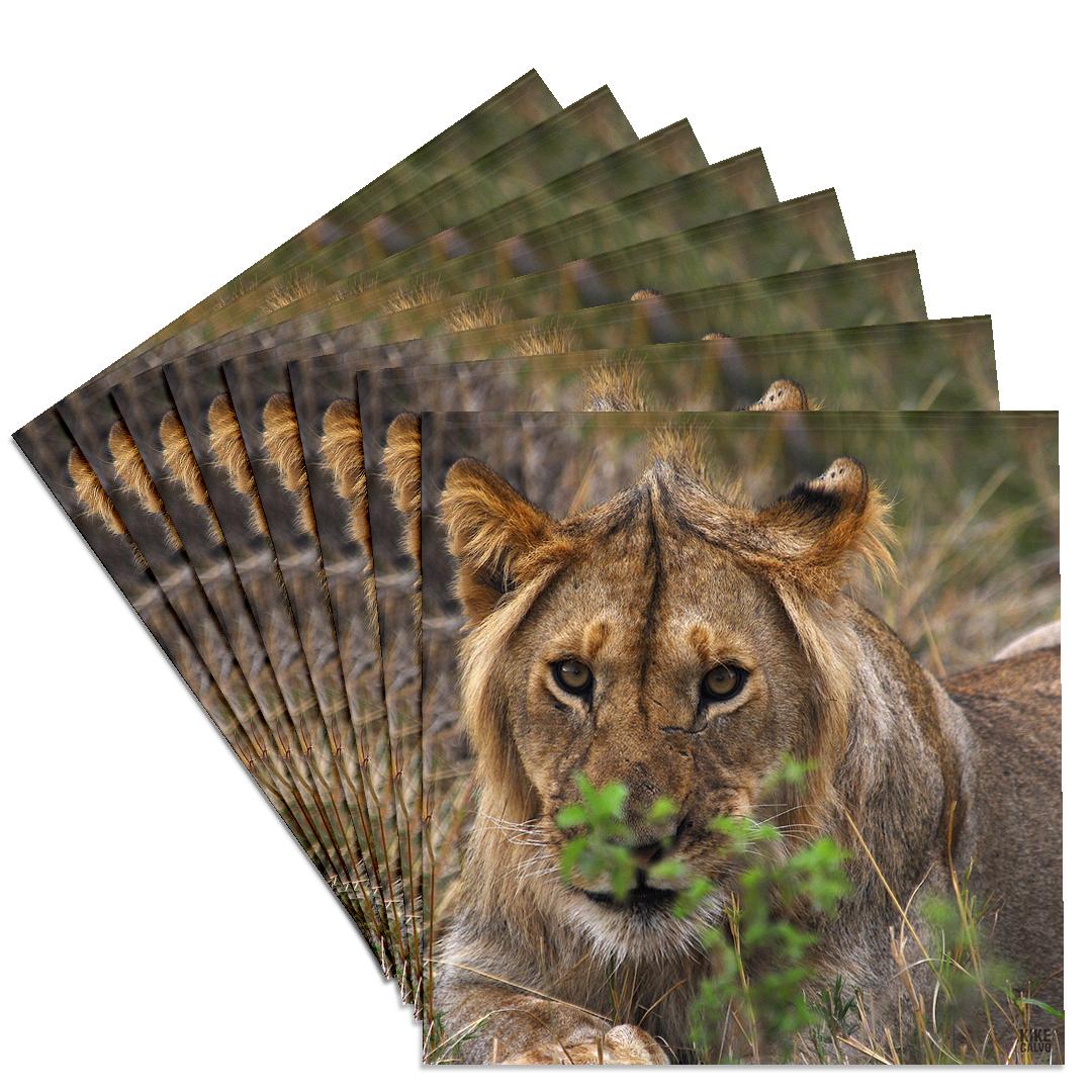 3drose, Lion Masai Mara National Park Kenya Africa, Set of 8 Ceramic ...