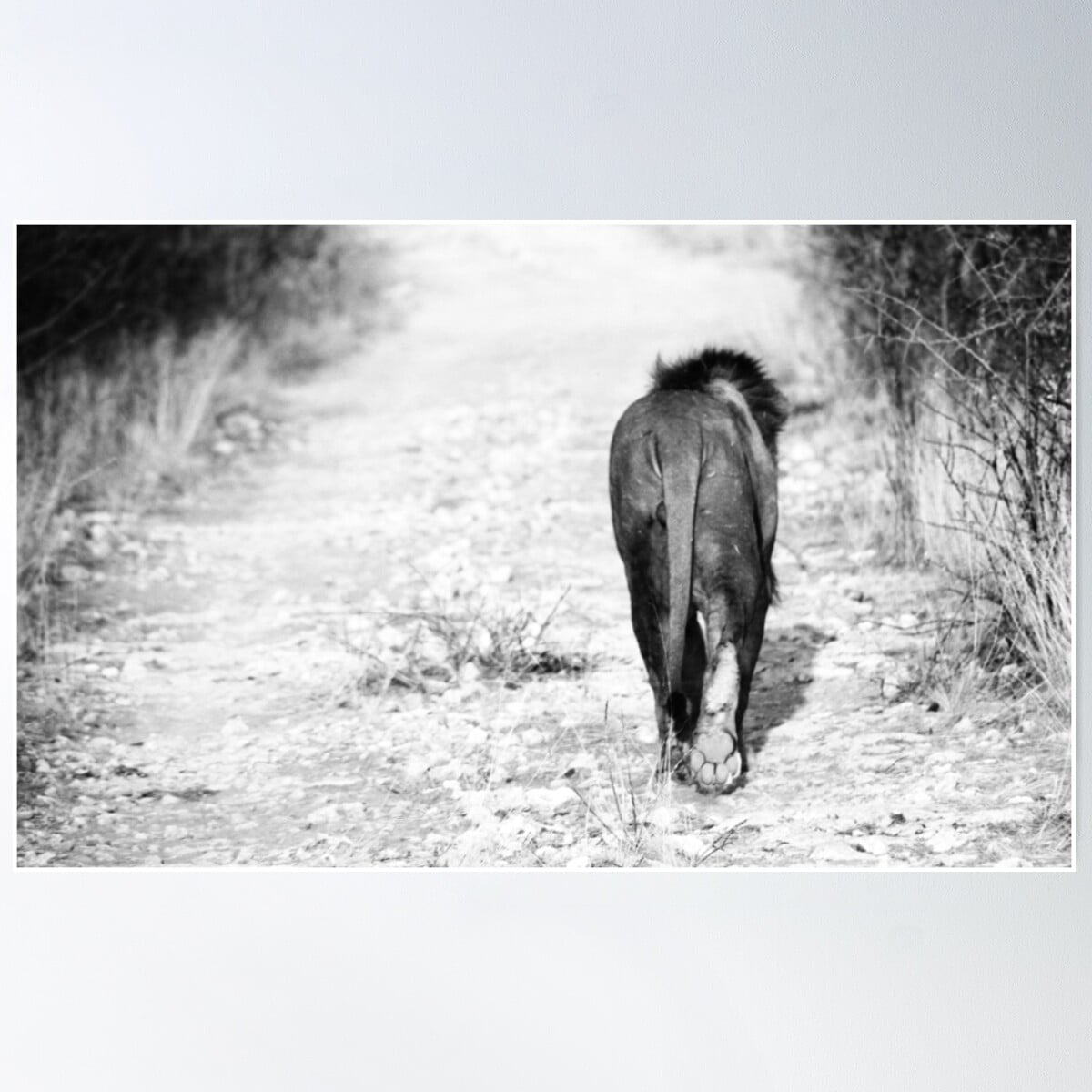 Lion On A Stroll Poster Wall Art, Modern Wall Decor For Living Room ...