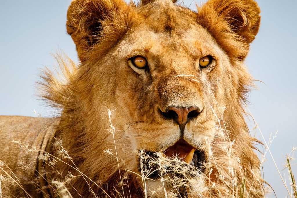 Lion Overlooking the Savanna Photo Lion Posters For Wall Lion Pictures ...
