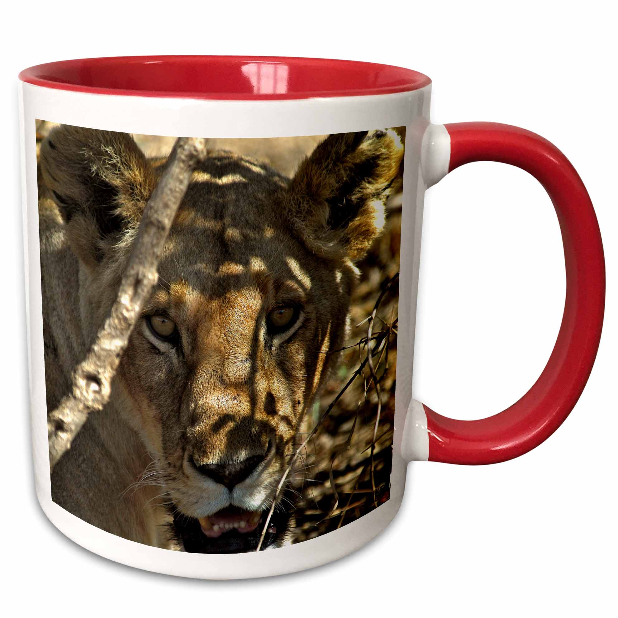 3drose, Lion, Panthera Leo, Masai Mara National Park Kenya Africa 2 ...