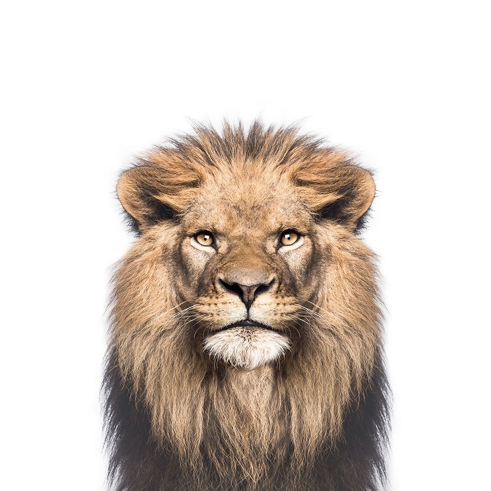 Lion Poster Print - and Seb Sisi - Walmart.com
