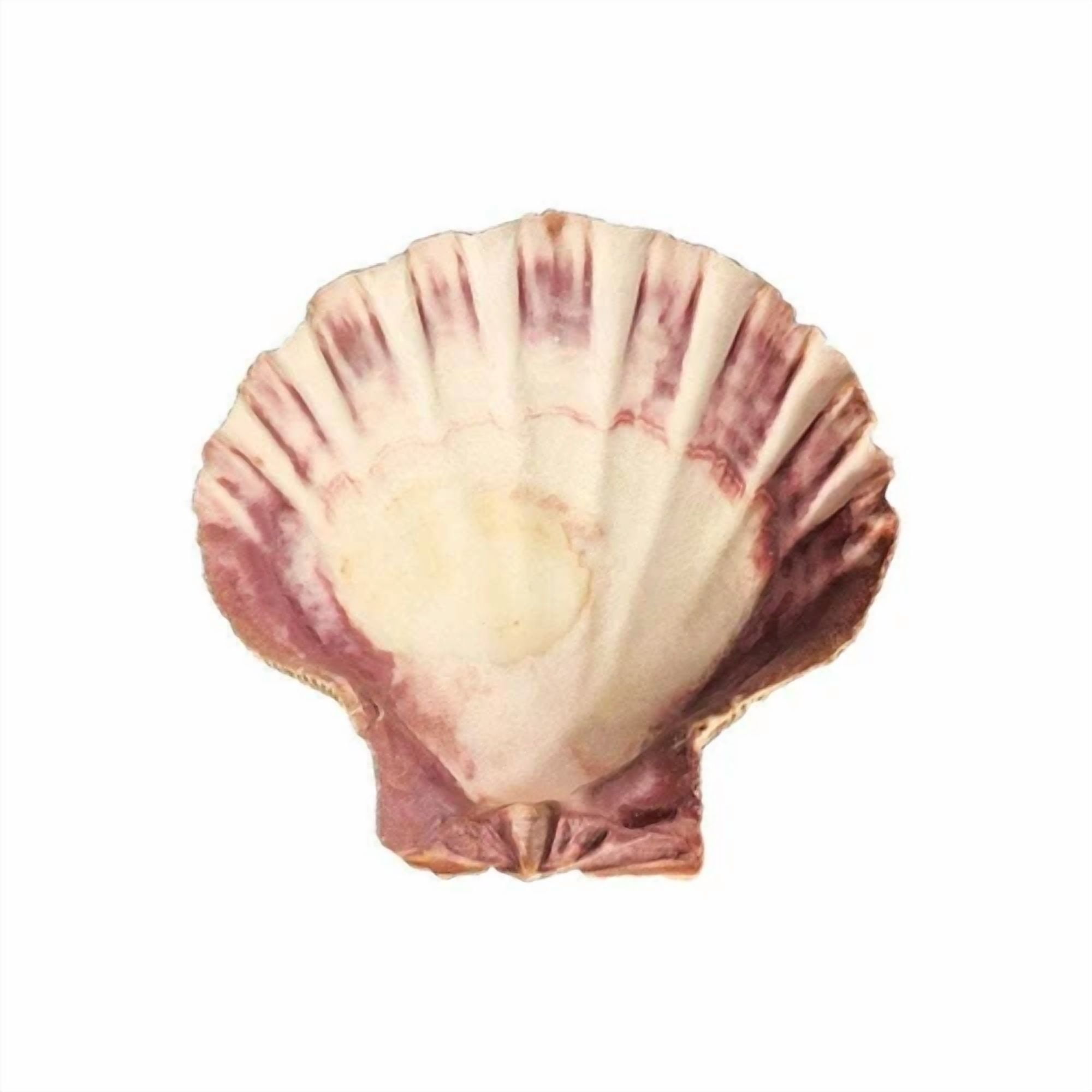 Lion'S Paw Shell Large Sea Shell 5-6 For Smudging Burning Incense Altar ...