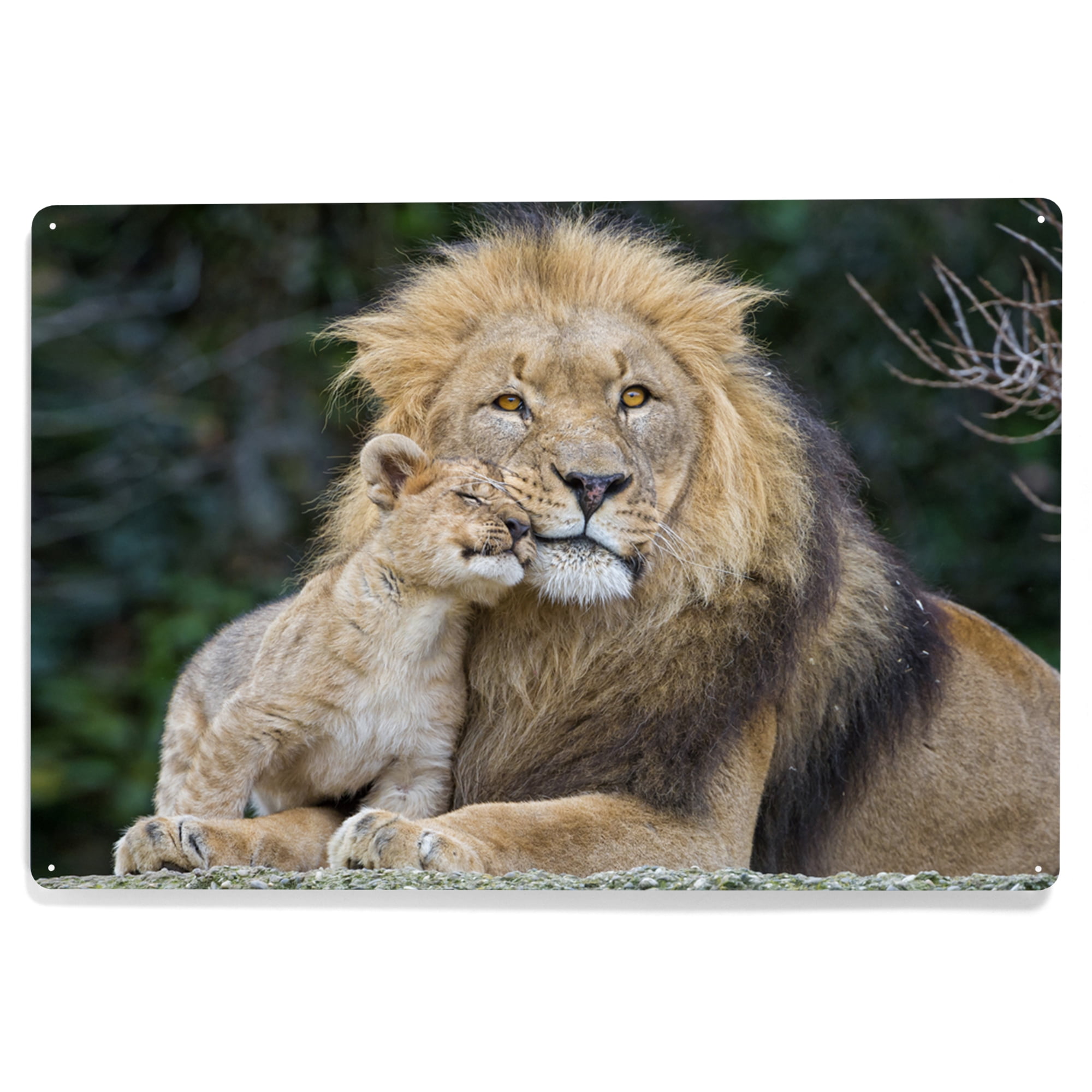 Lion and Cub Cuddle (12x18 Aluminum Art, Indoor Outdoor Metal Sign ...