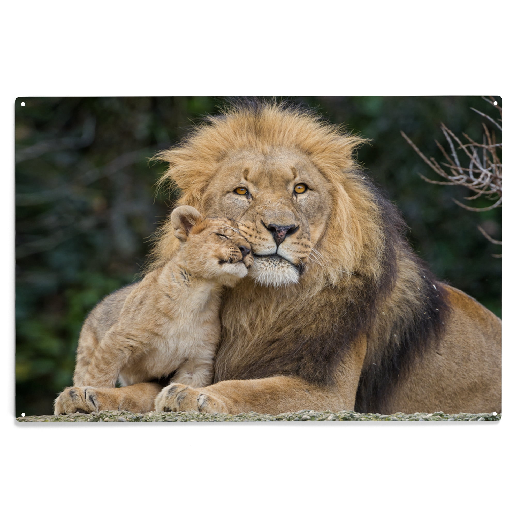 Lion and Cub Cuddle Birch Wood Wall Sign (10x15 Rustic Home Decor ...