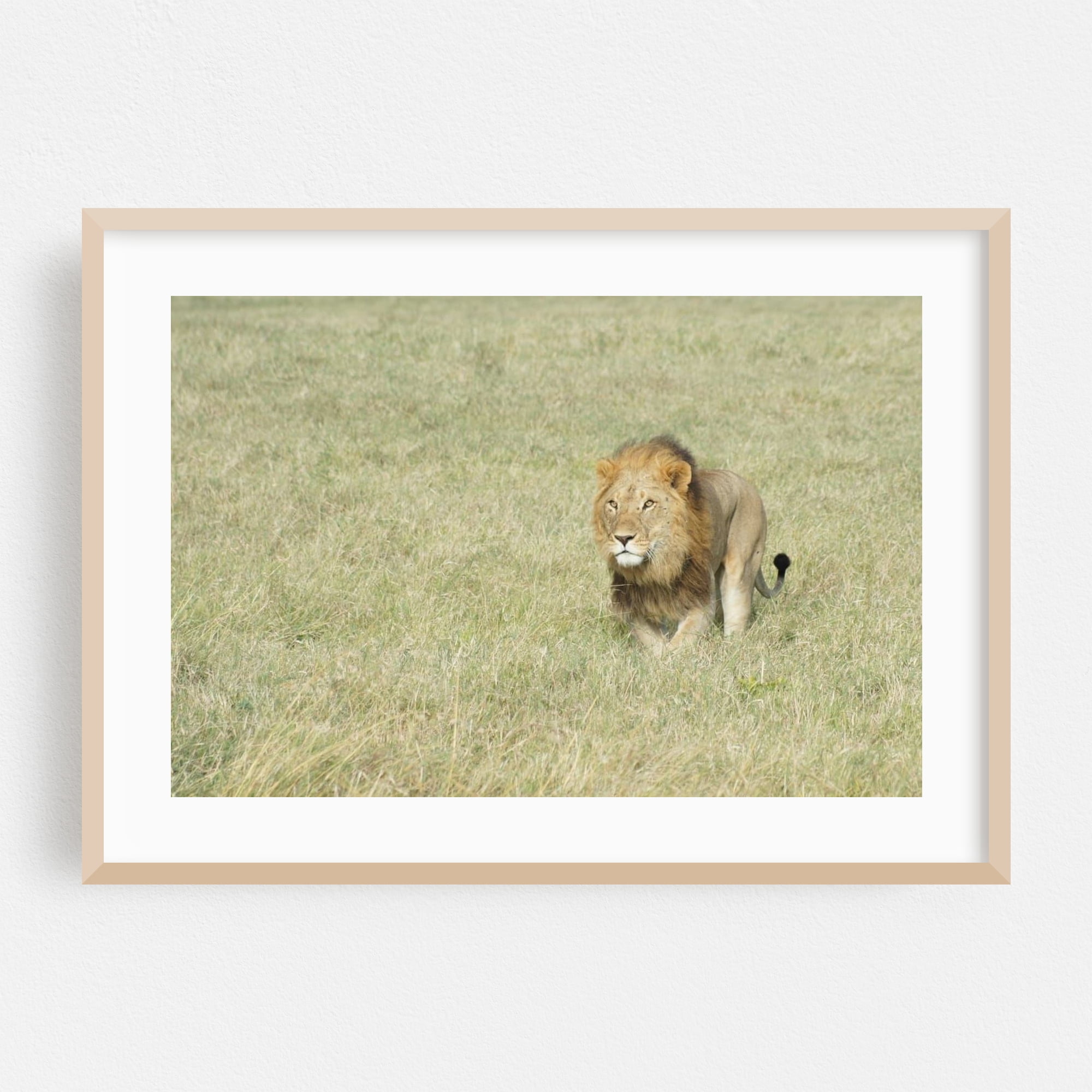 Lion in motion in Masai Mara National Reserve - Kenya Wilaya ya Narok ...