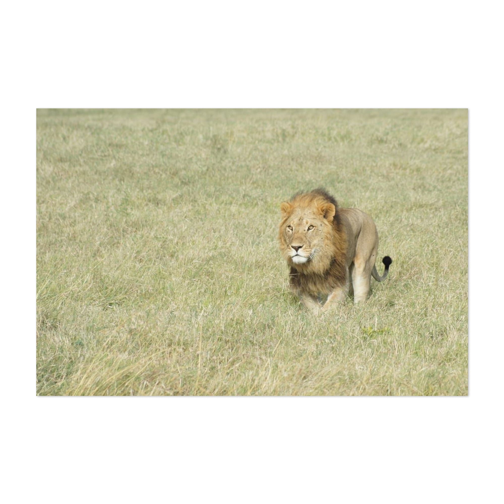 Lion in motion in Masai Mara National Reserve - Kenya Wilaya ya Narok ...