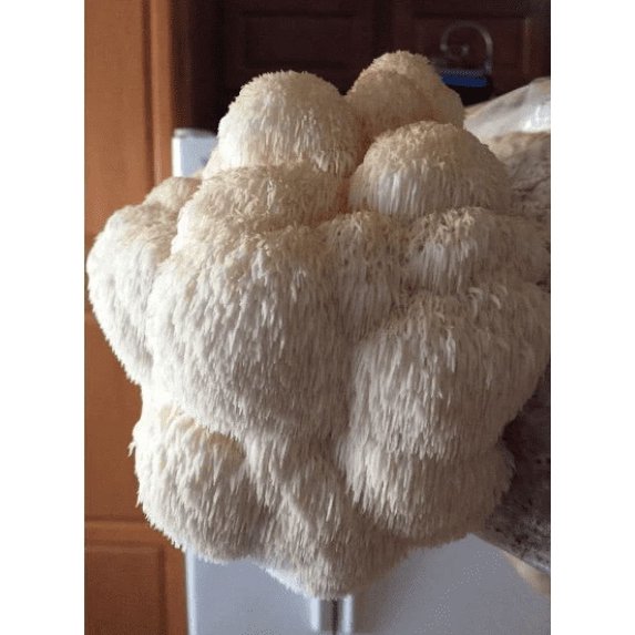 Home Indoor Supplies: Lion's Mane Mushroom Growing Kit - Walmart.com