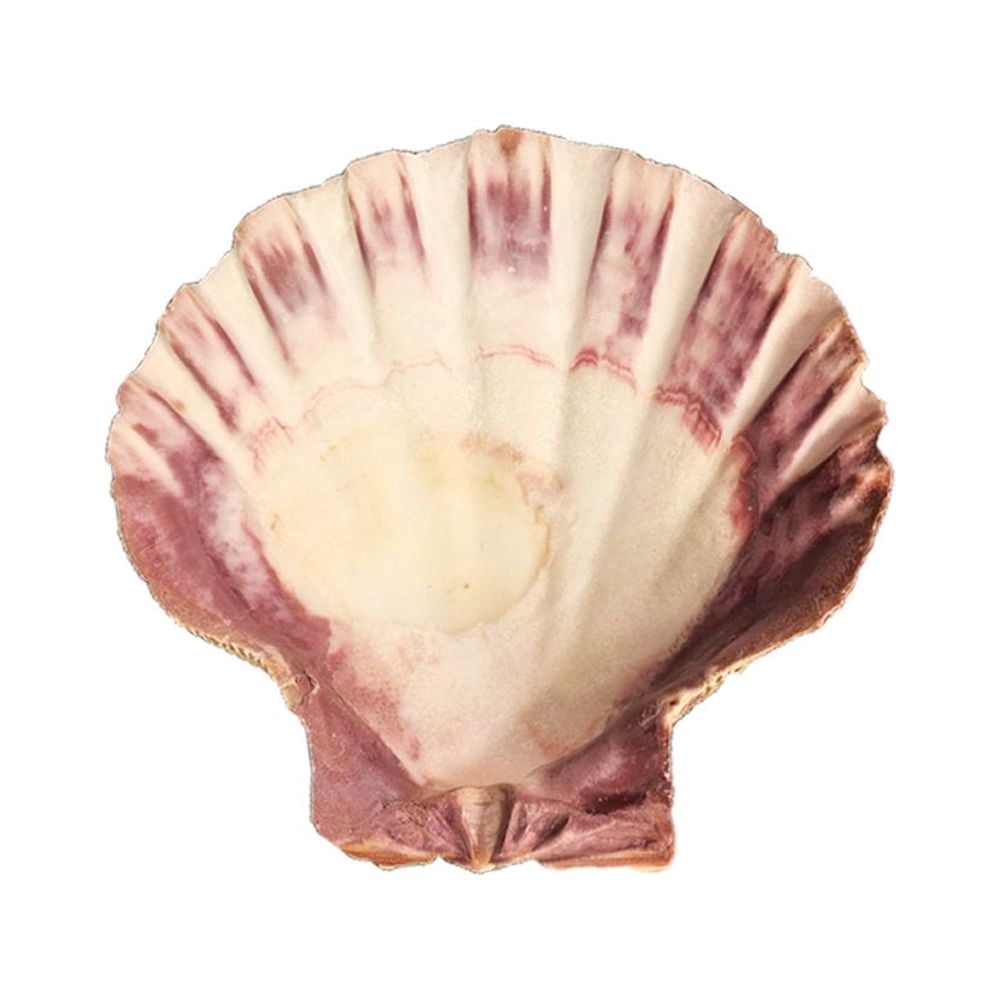 Lion's Paw Shell Large Sea Shell 5-6" for Smudging Burning Incense ...