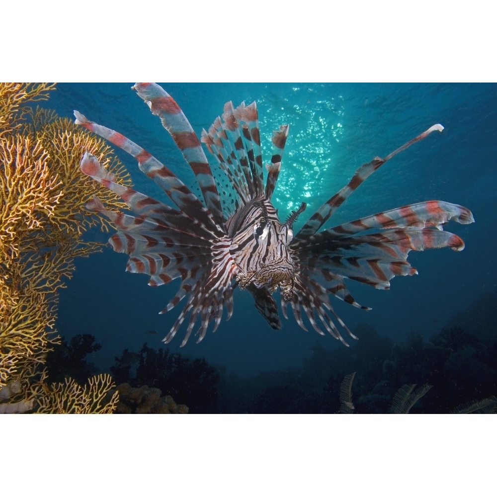 Lionfish Pterois volitans Indonesia. Poster Print by VWPics/Stocktrek ...