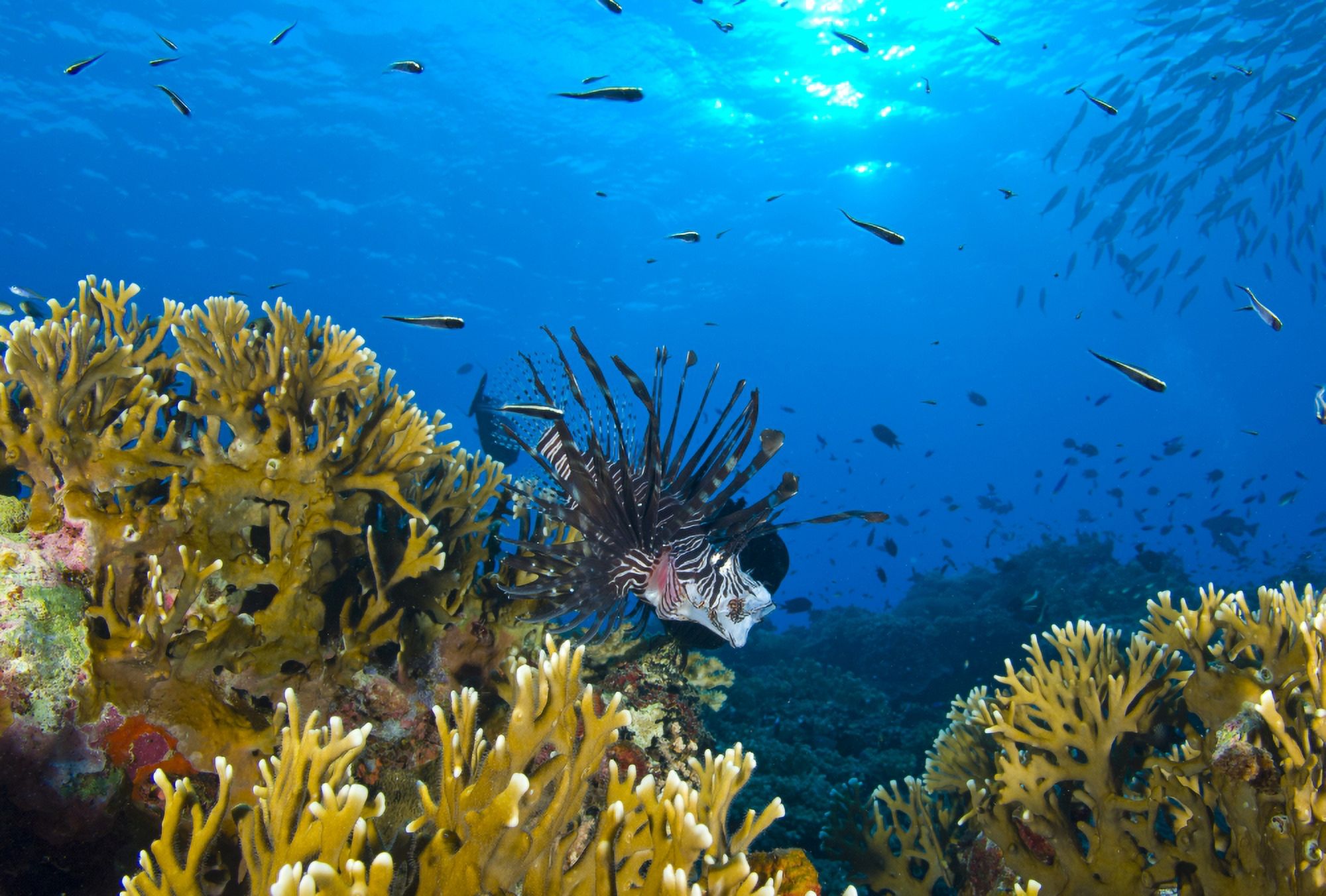 Lionfish (Pterois volitans) gulping amongst corals and reef fish ...